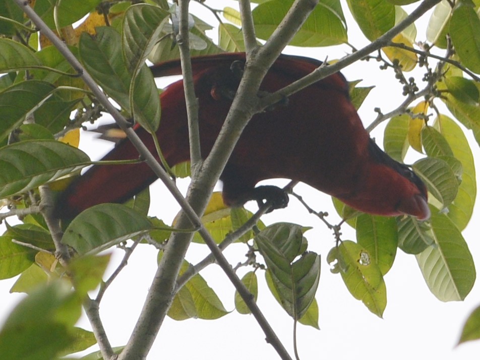 Black-winged Lory - eBird