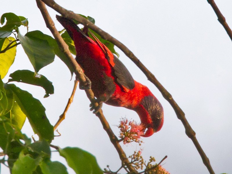 Black-winged Lory - Trichoglossus cyanogenius - Birds of the World