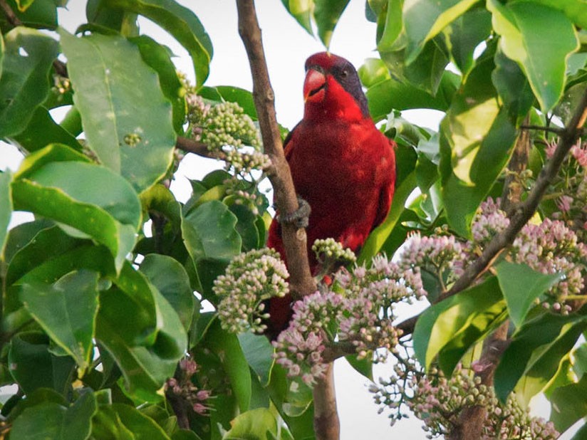 Black-winged Lory - eBird