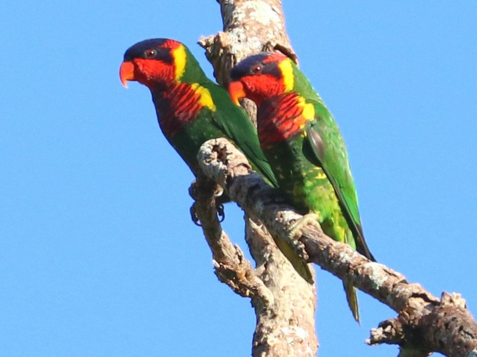 Ornate Lorikeet - eBird