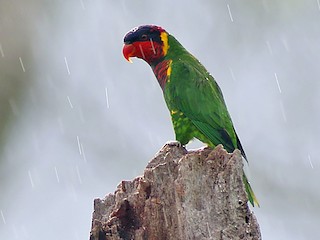 Ornate Lorikeet - eBird