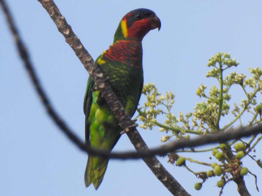 Ornate Lorikeet - eBird