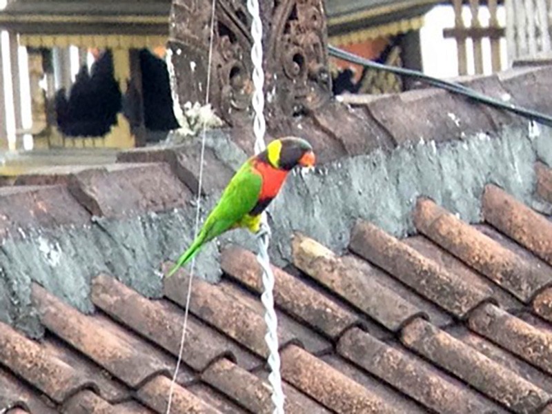 Perkici dada-merah - eBird