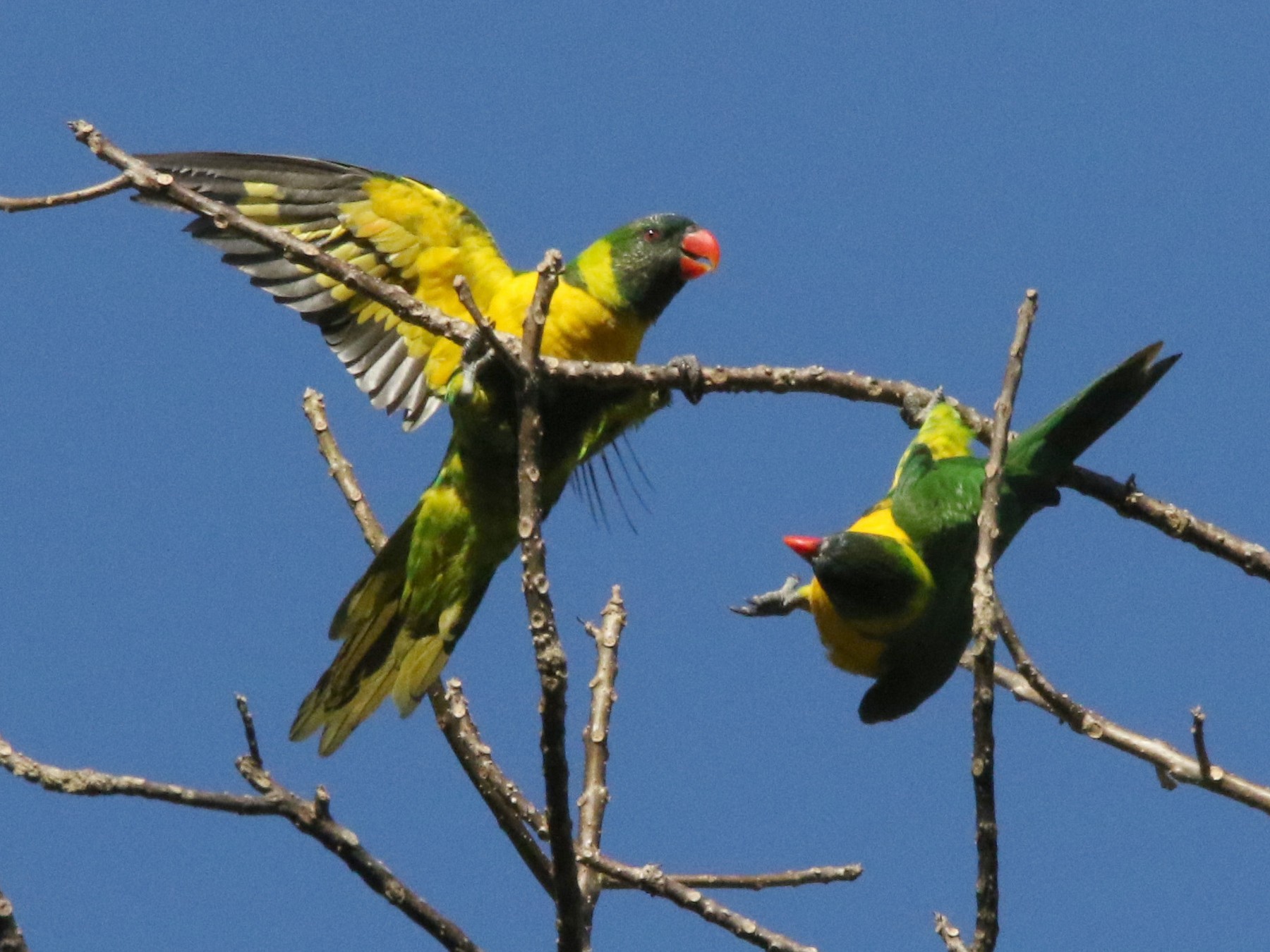 Marigold Lorikeet - eBird