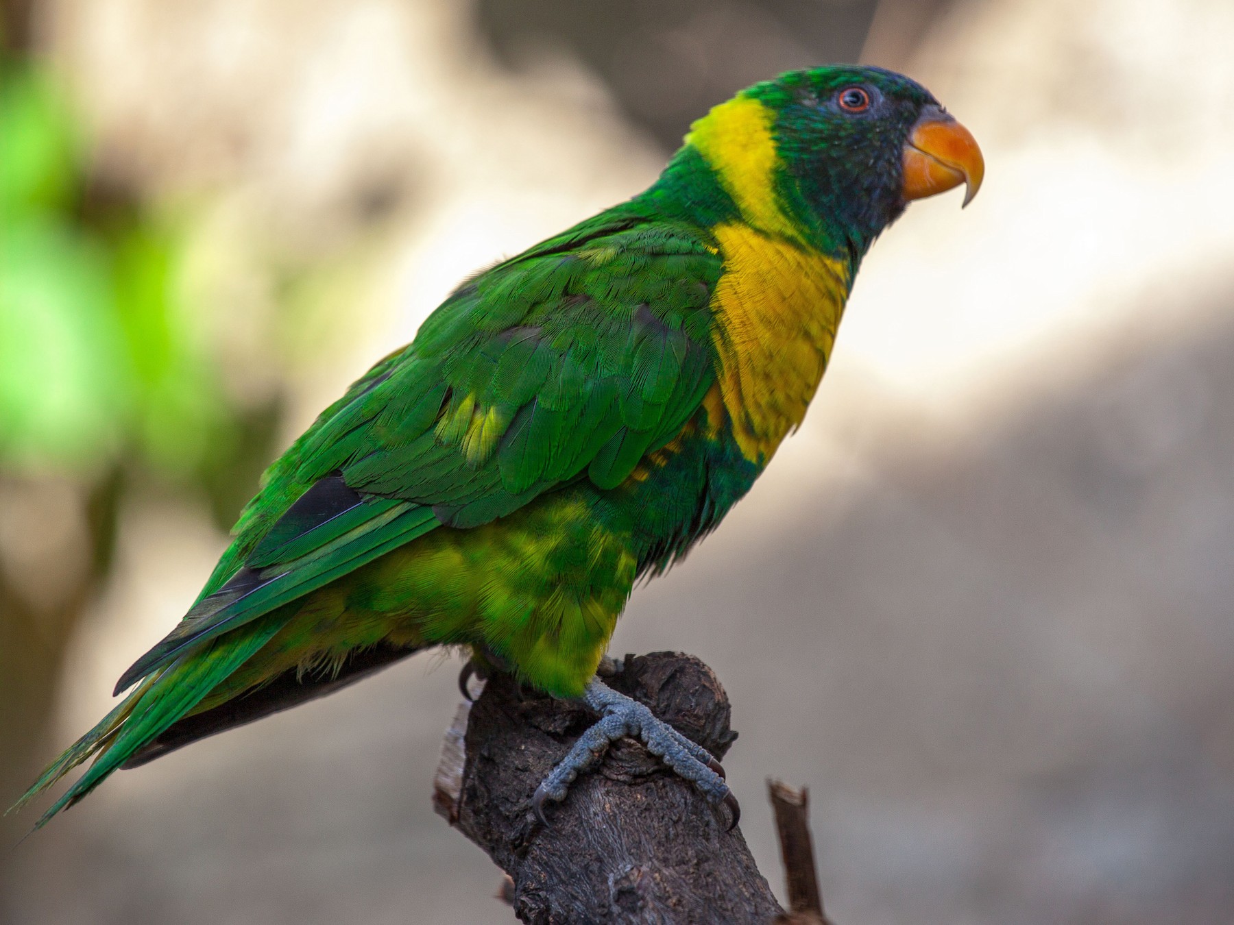 Marigold Lorikeet - eBird