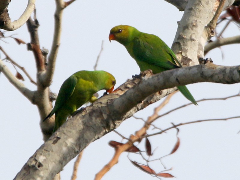 Perkici timor - eBird