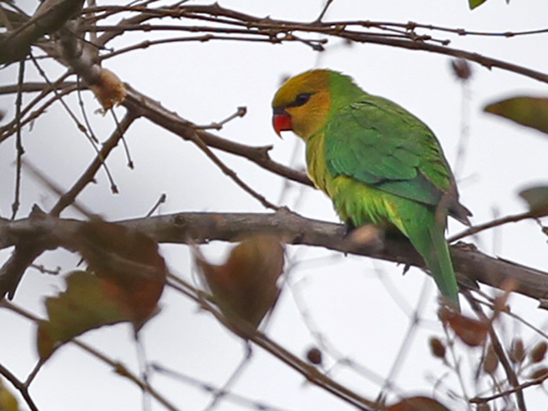 Olive-headed Lorikeet - eBird