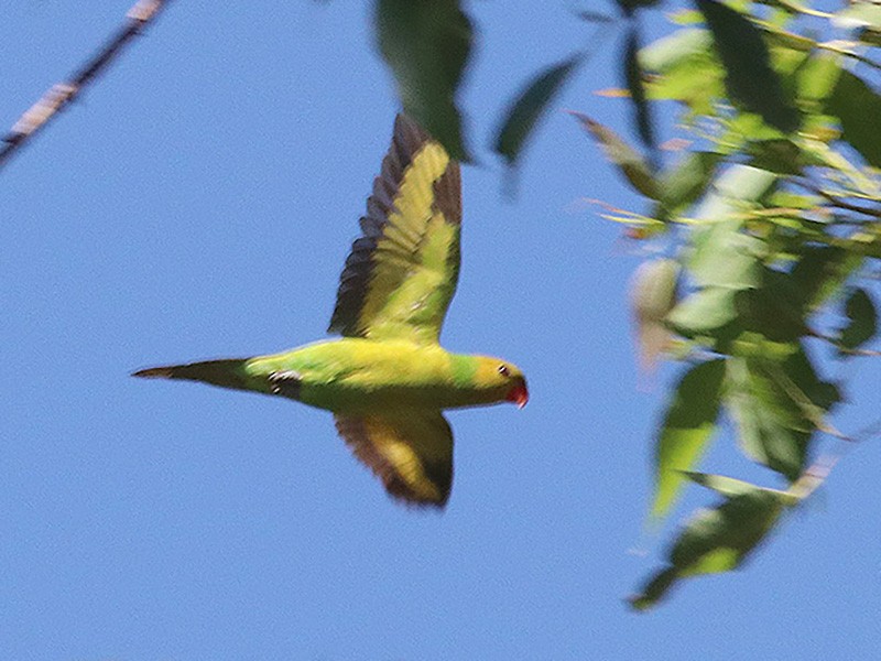 Olive-headed Lorikeet - eBird