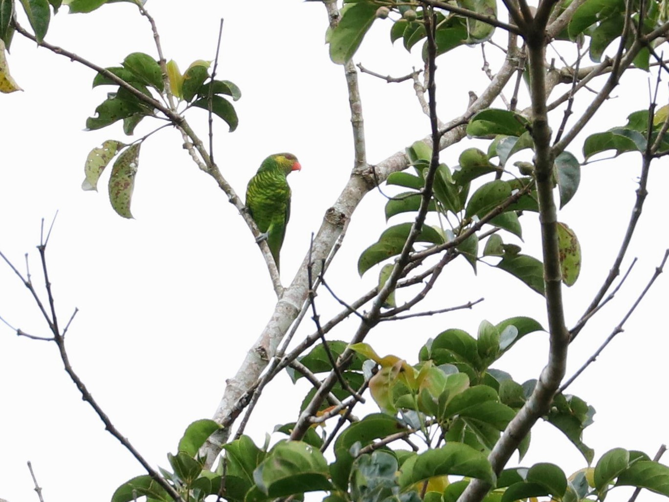 Yellow-cheeked Lorikeet - eBird