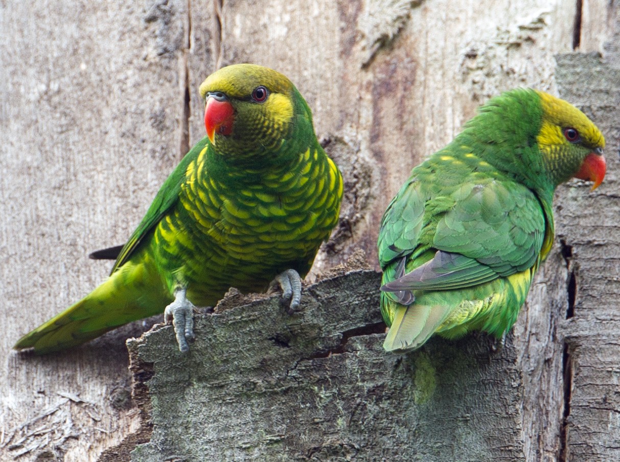 Yellow-cheeked Lorikeet - eBird