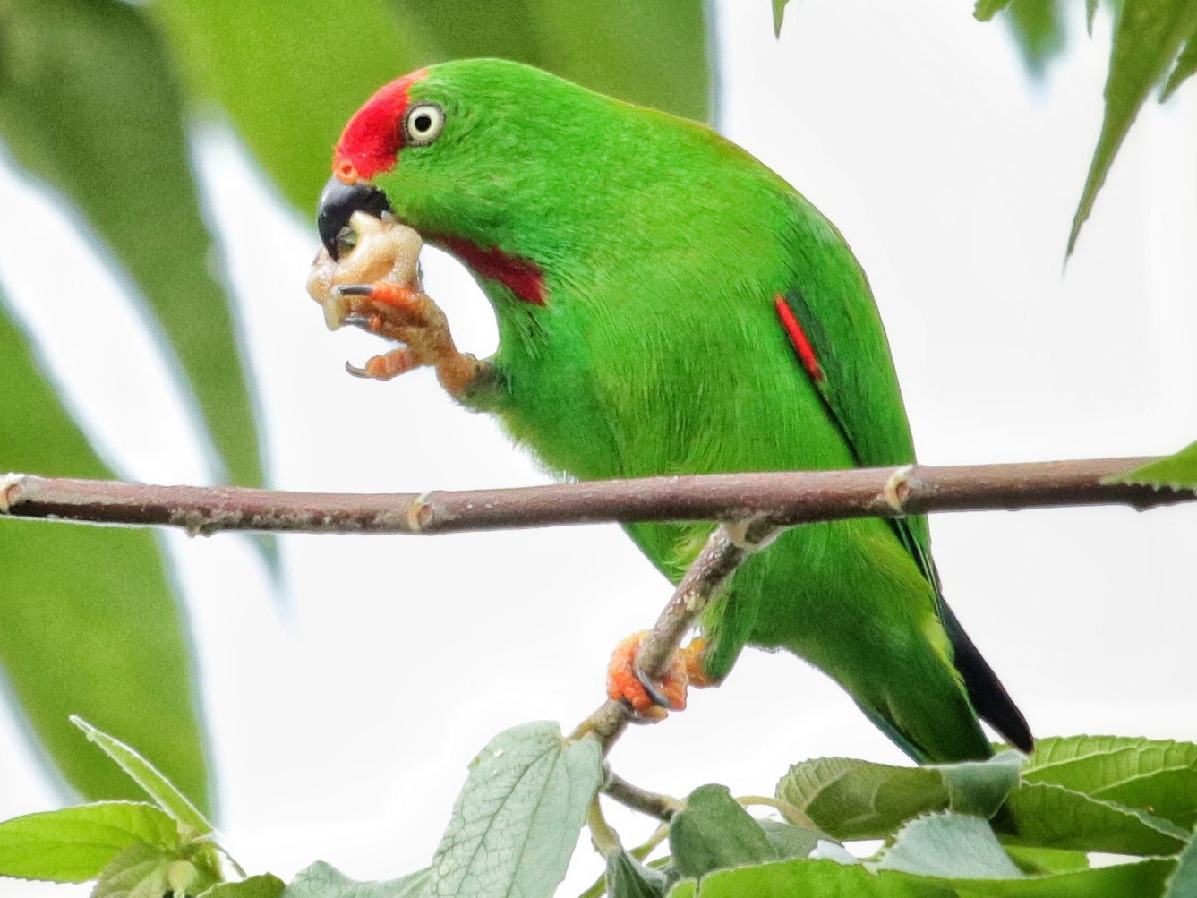Serindit sulawesi - eBird
