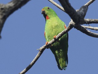Sulawesi Hanging-Parrot - eBird