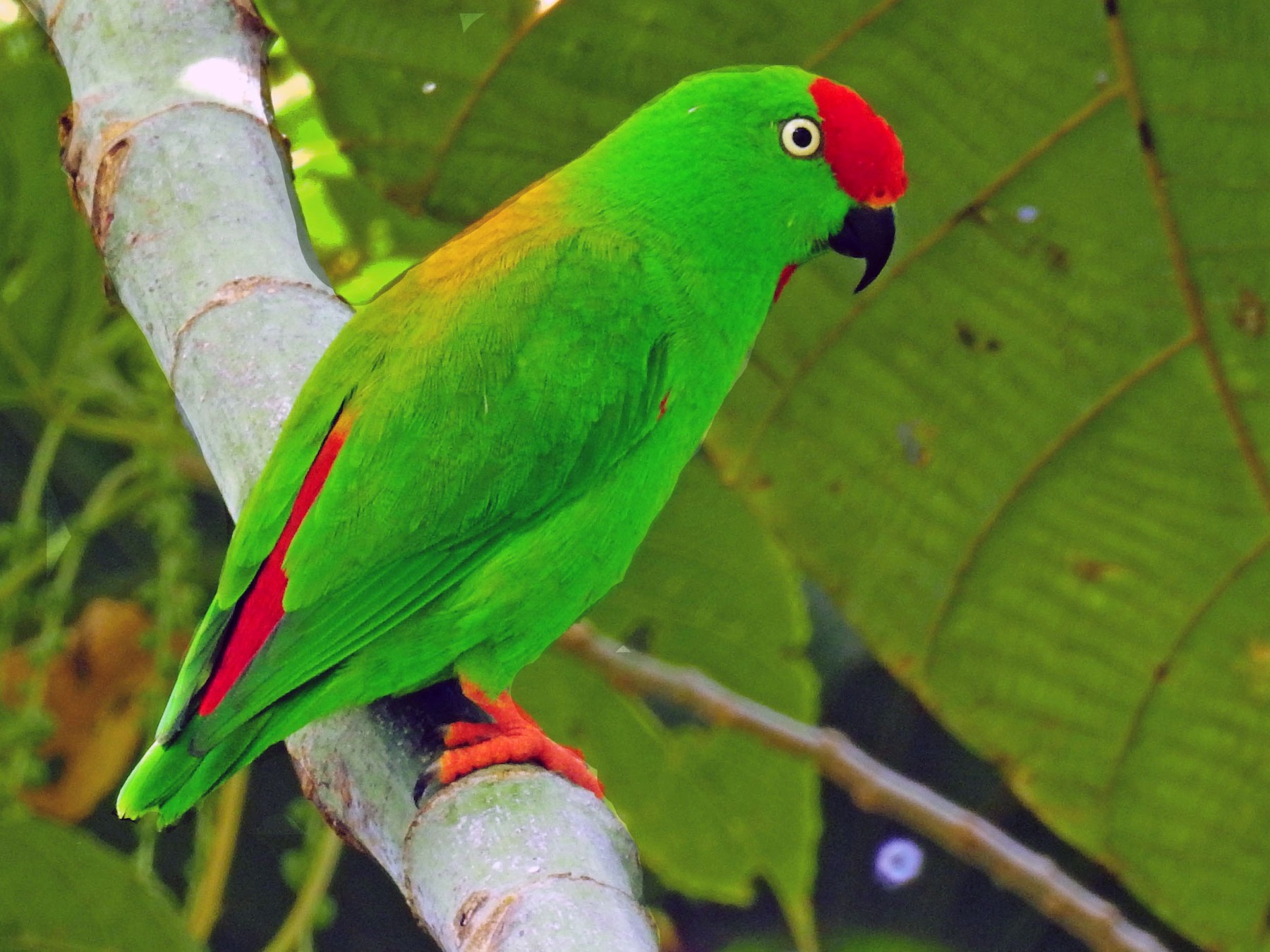 Sulawesi Hanging-Parrot - eBird