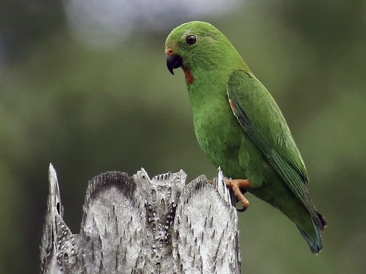 Serindit sulawesi - eBird