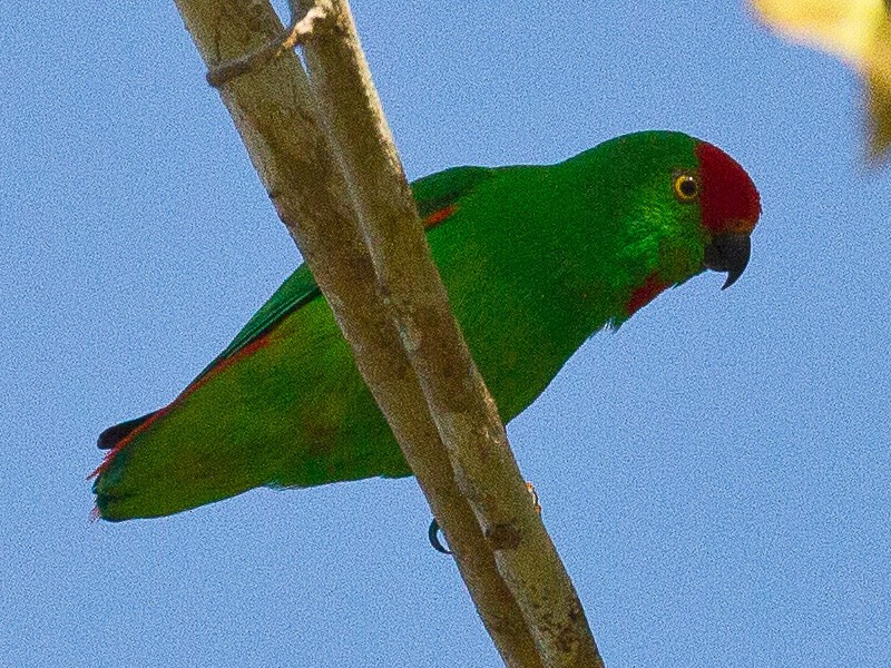 Moluccan Hanging-Parrot - Loriculus amabilis - Birds of the World