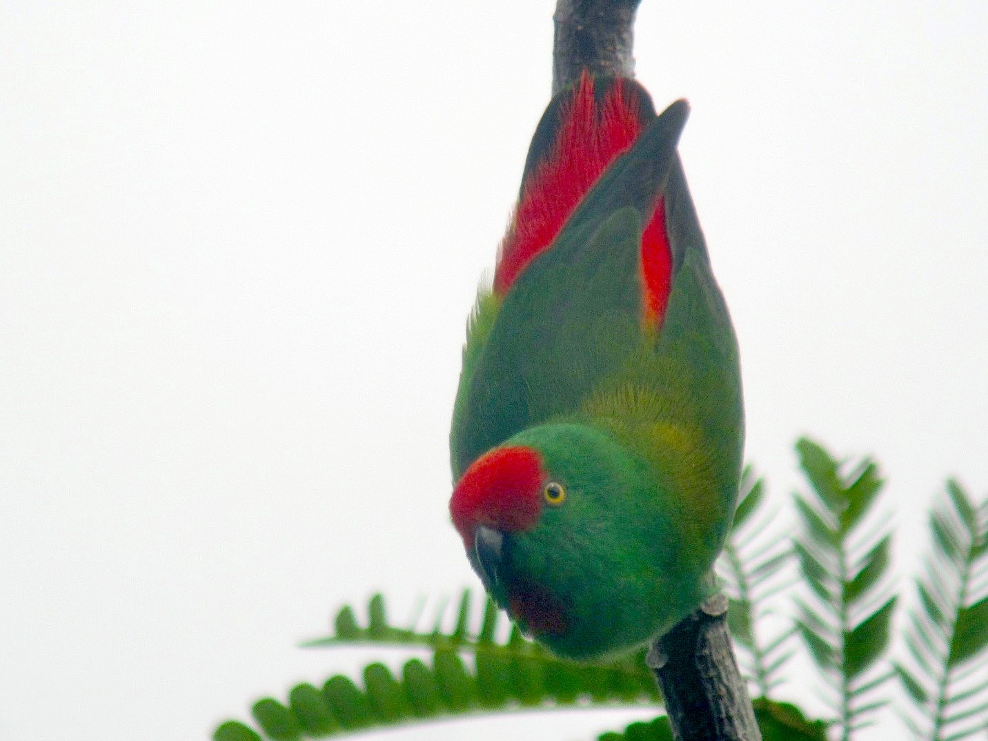 zwisogłówka molucka - eBird