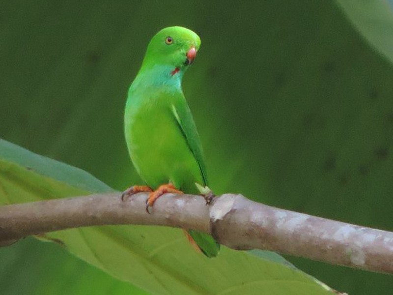 Pygmy Hanging-Parrot - eBird