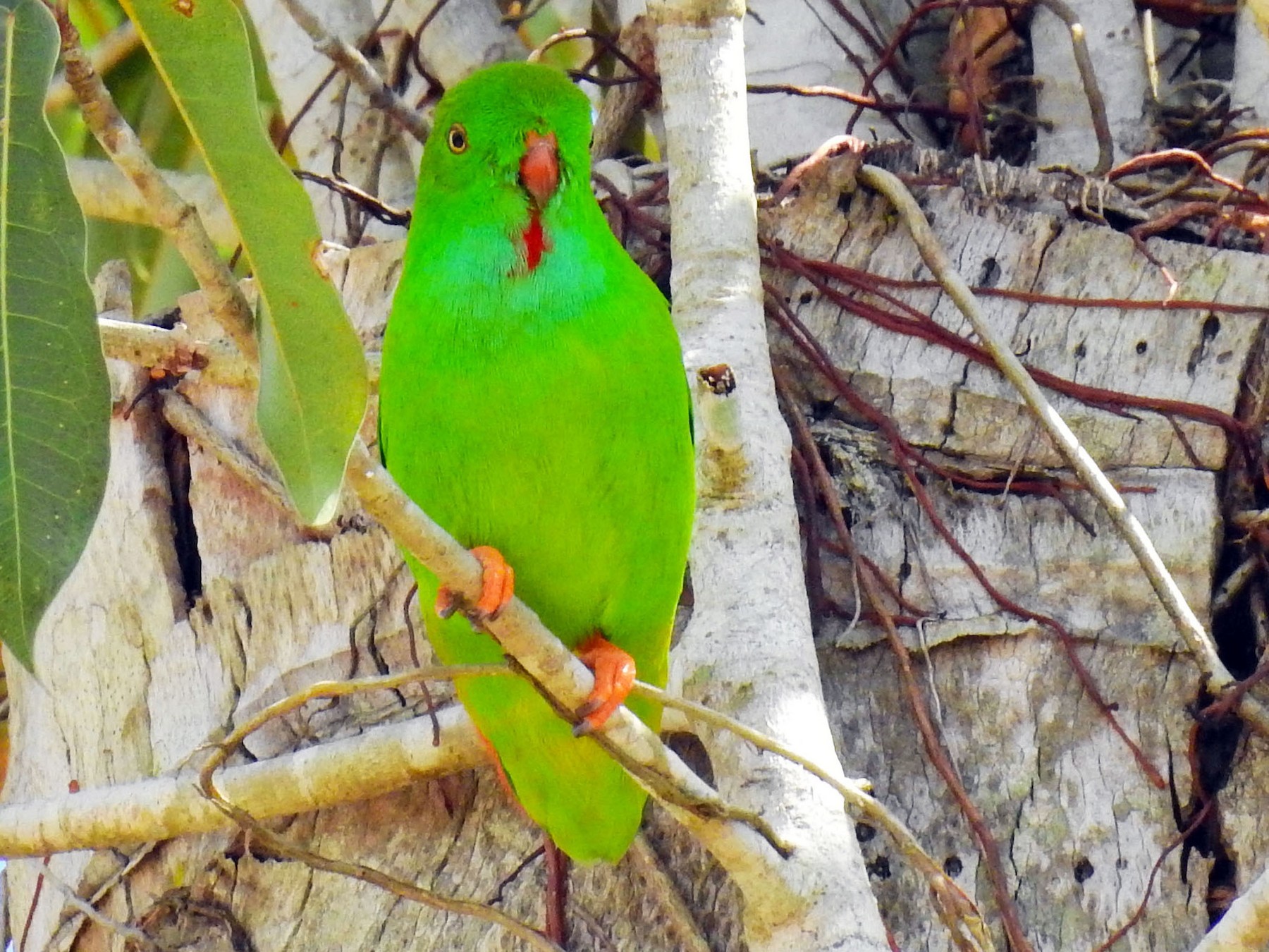 Pygmy Hanging-Parrot - eBird