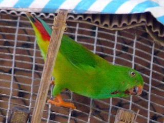 Pygmy Hanging-Parrot - Loriculus exilis - Birds of the World