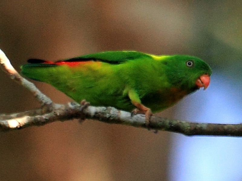 Yellow-throated Hanging-Parrot - eBird