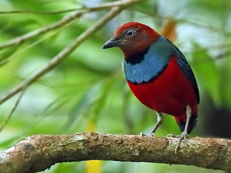 Sangihe Pitta - eBird