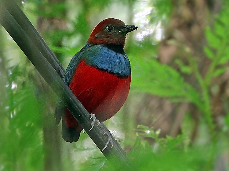 Sangihe Pitta - eBird