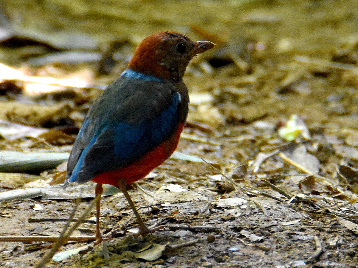Blue-breasted Pitta - eBird