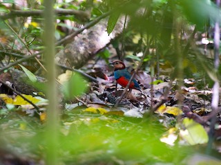 Sulawesi Pitta - eBird