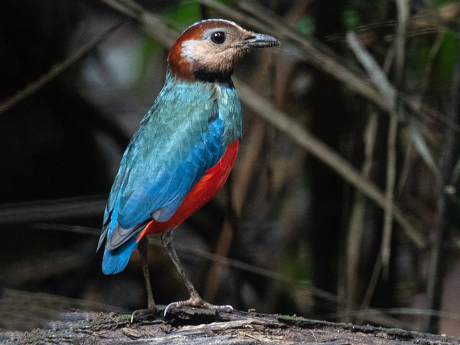 Pita de Célebes (celebensis) - eBird