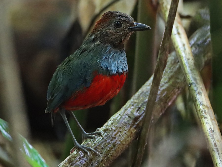 Pita moluqueña septentrional - eBird