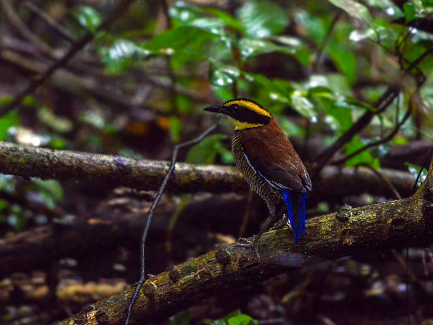 Javan Banded-Pitta - eBird