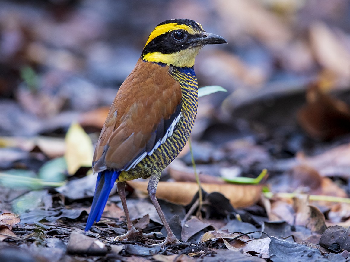 Javan Banded-Pitta - eBird