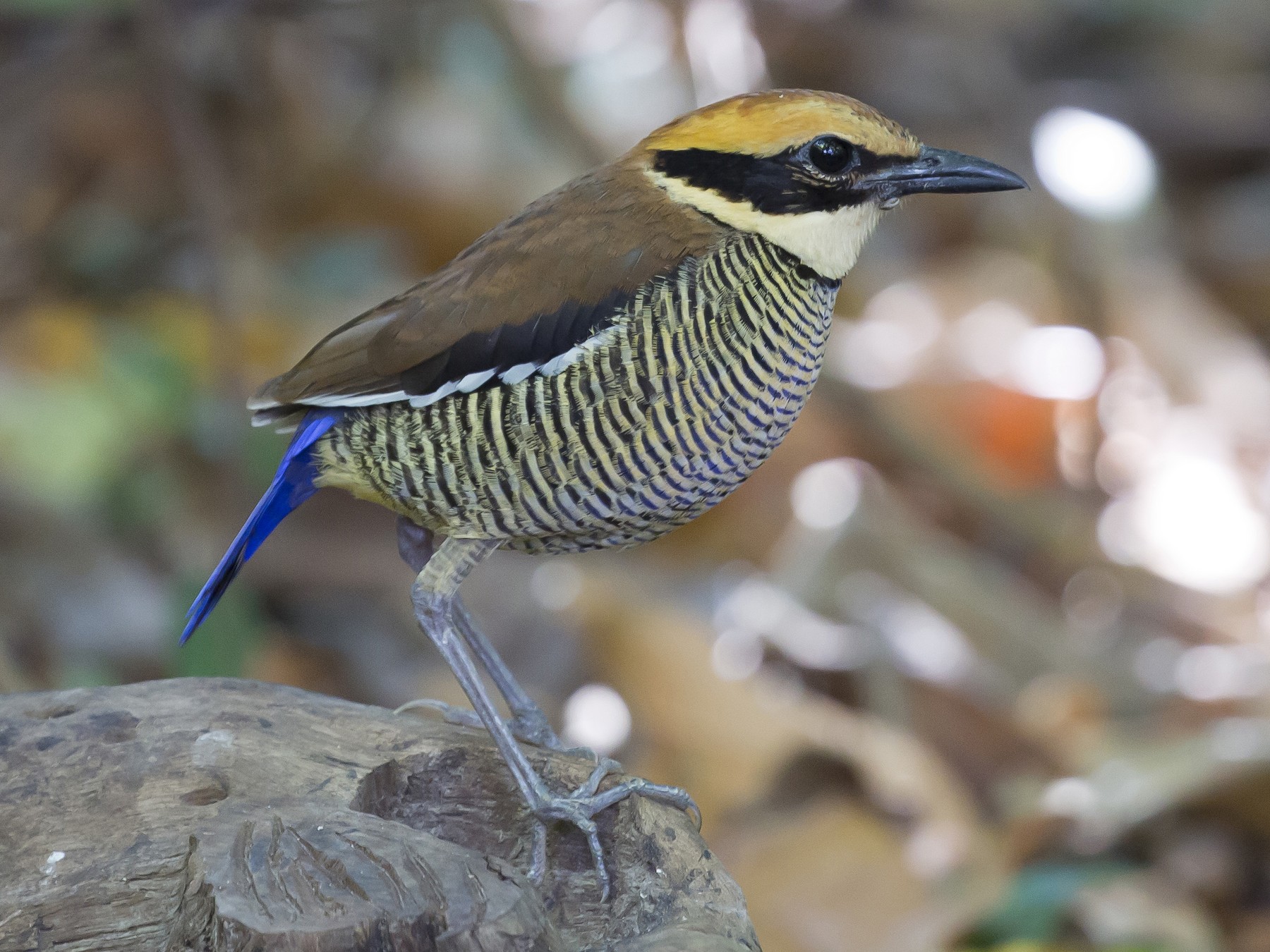 Javan Banded-Pitta - eBird