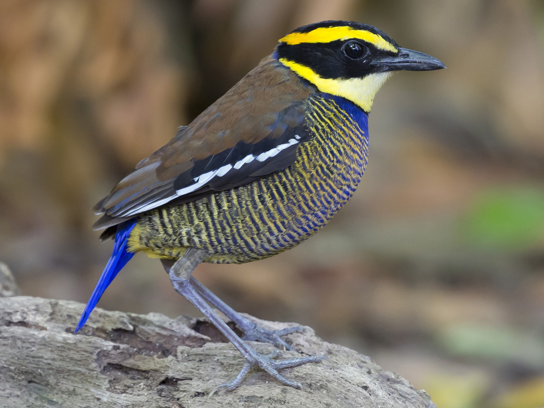 Pita Barrada de Java - eBird
