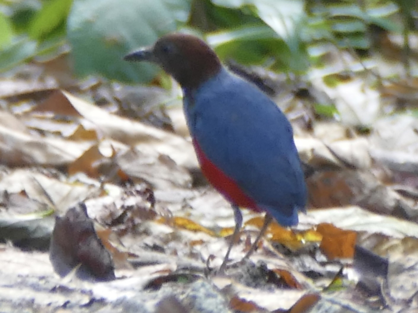 Philippine Pitta - eBird