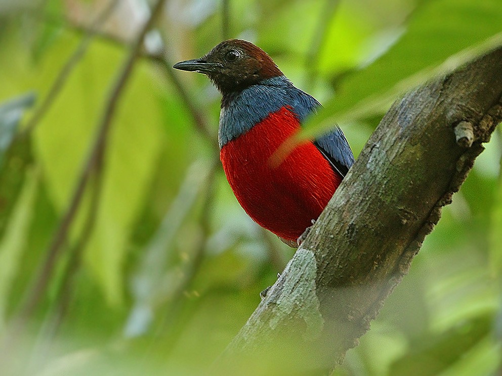 Blue-breasted Pitta - eBird