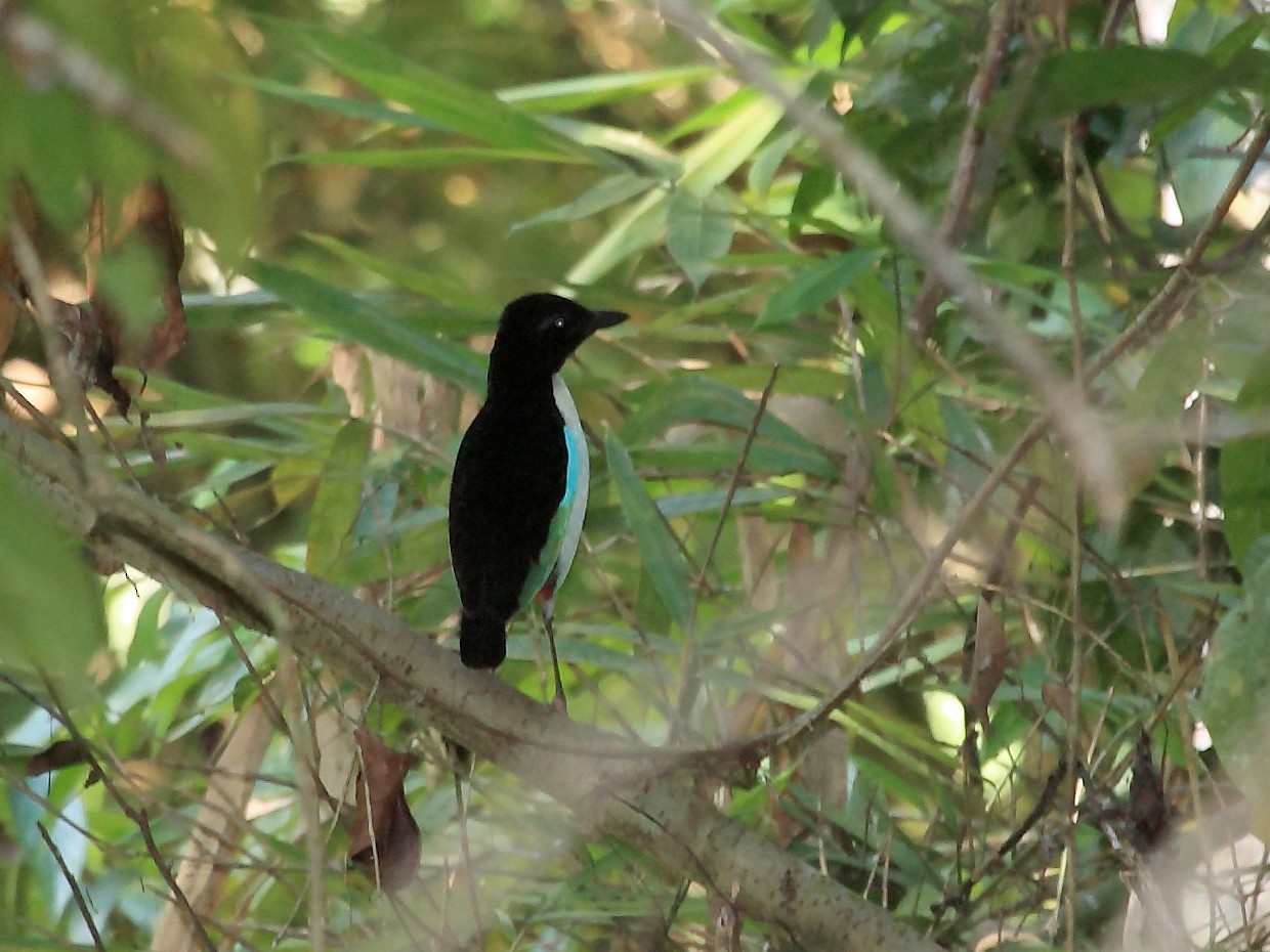Ivory-breasted Pitta - eBird