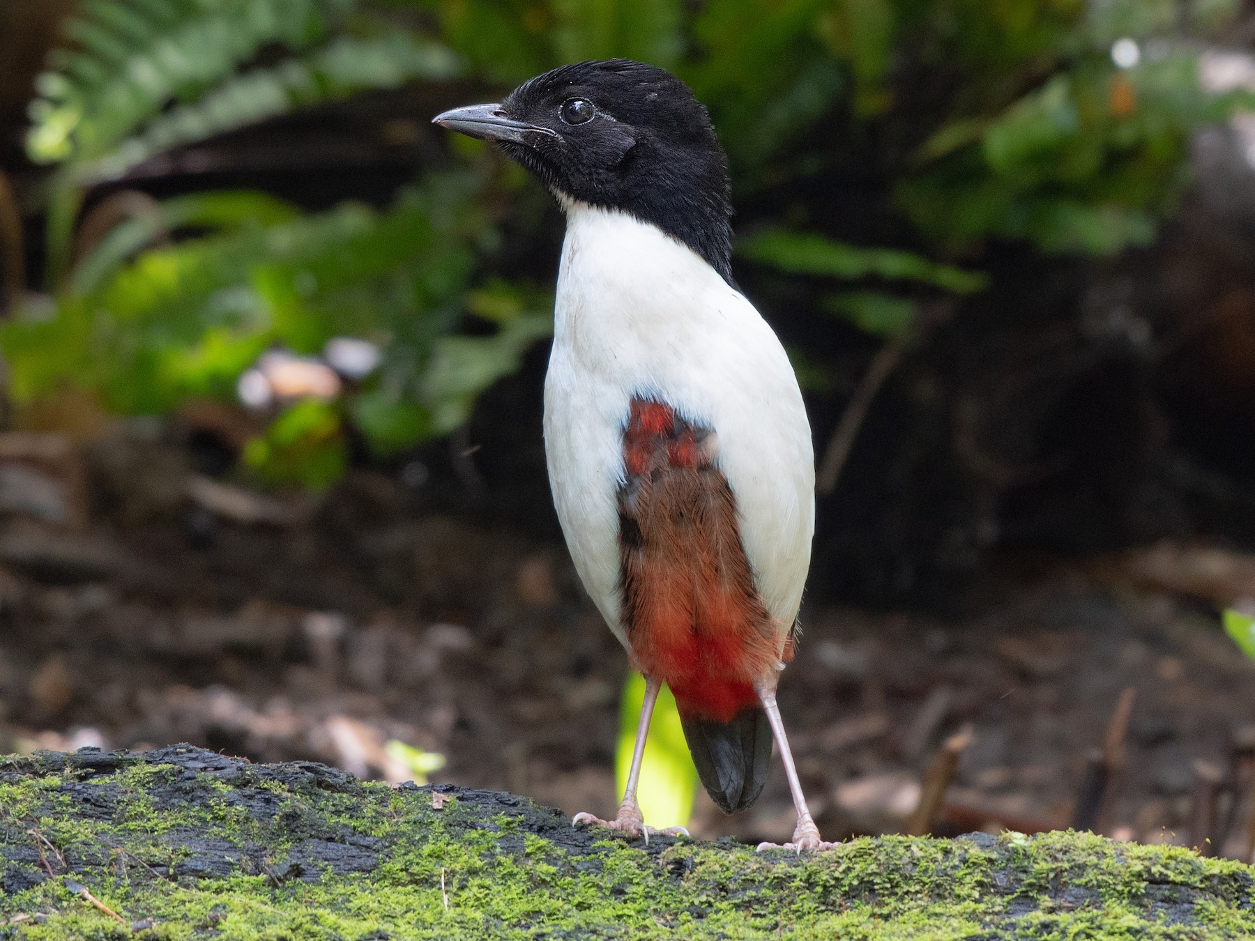 Ivory-breasted Pitta - eBird