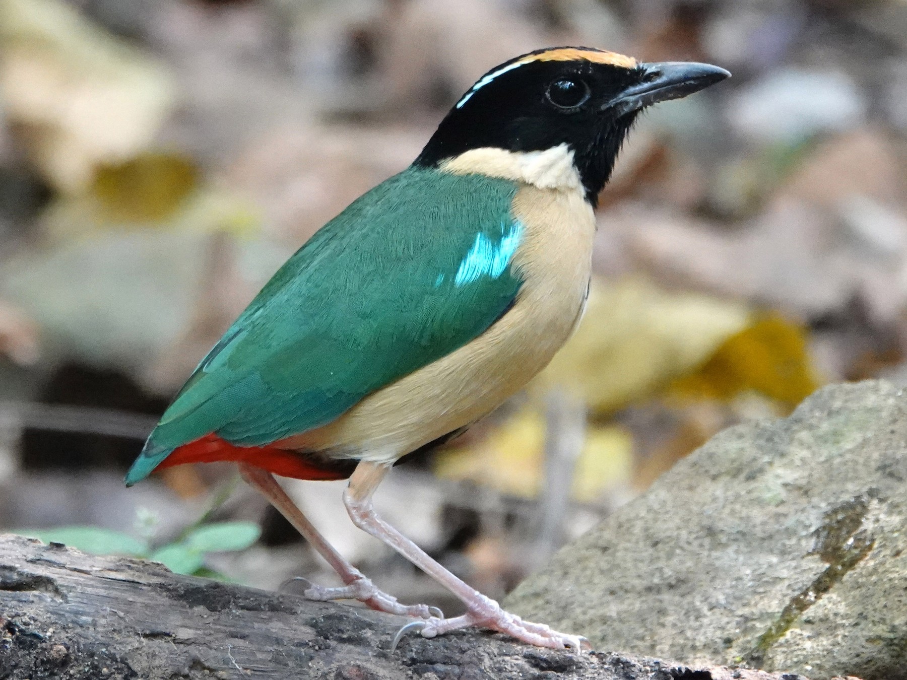 Ornate Pitta - eBird