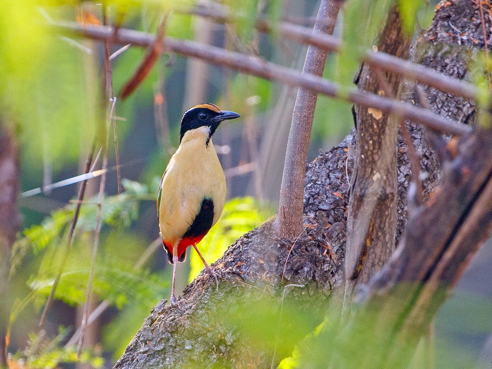Ornate Pitta - eBird