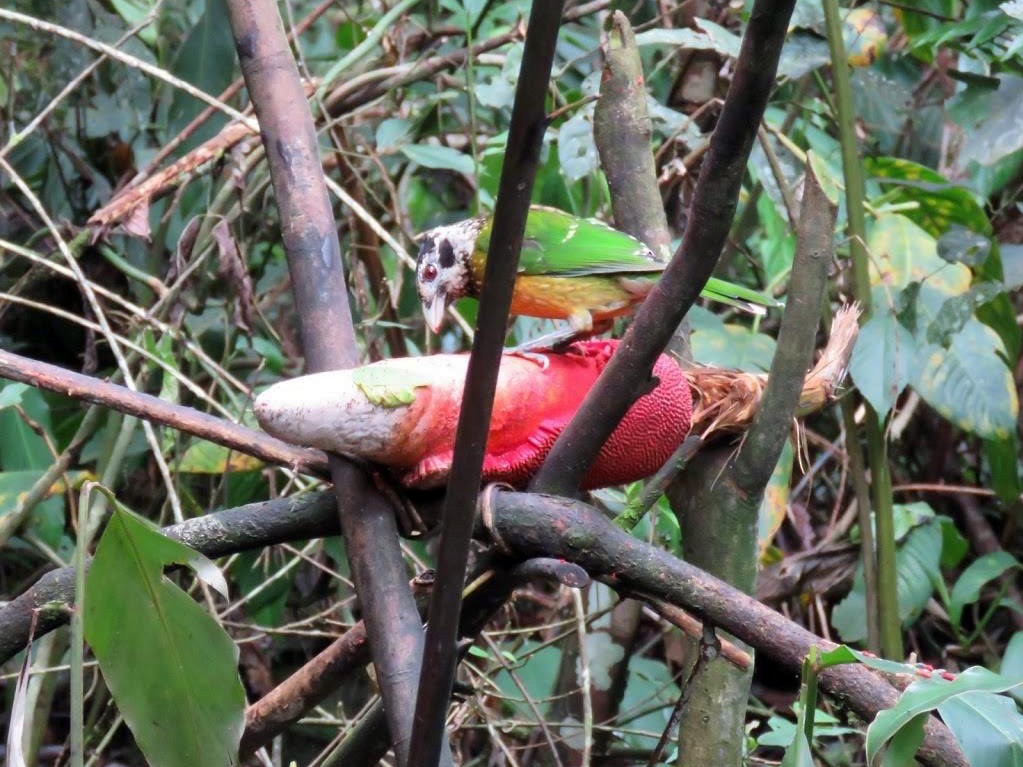 Burung-kucing arfak - eBird