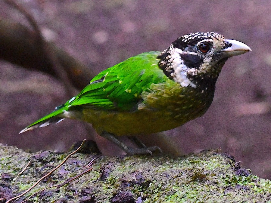 Arfak Catbird - eBird