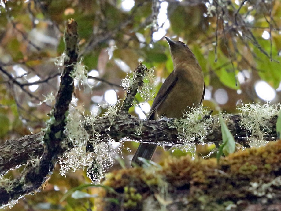 Vogelkop Bowerbird - eBird
