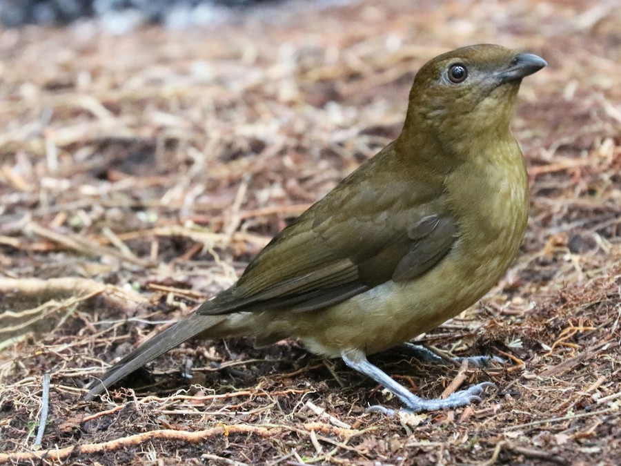 Pergolero Pardo - eBird