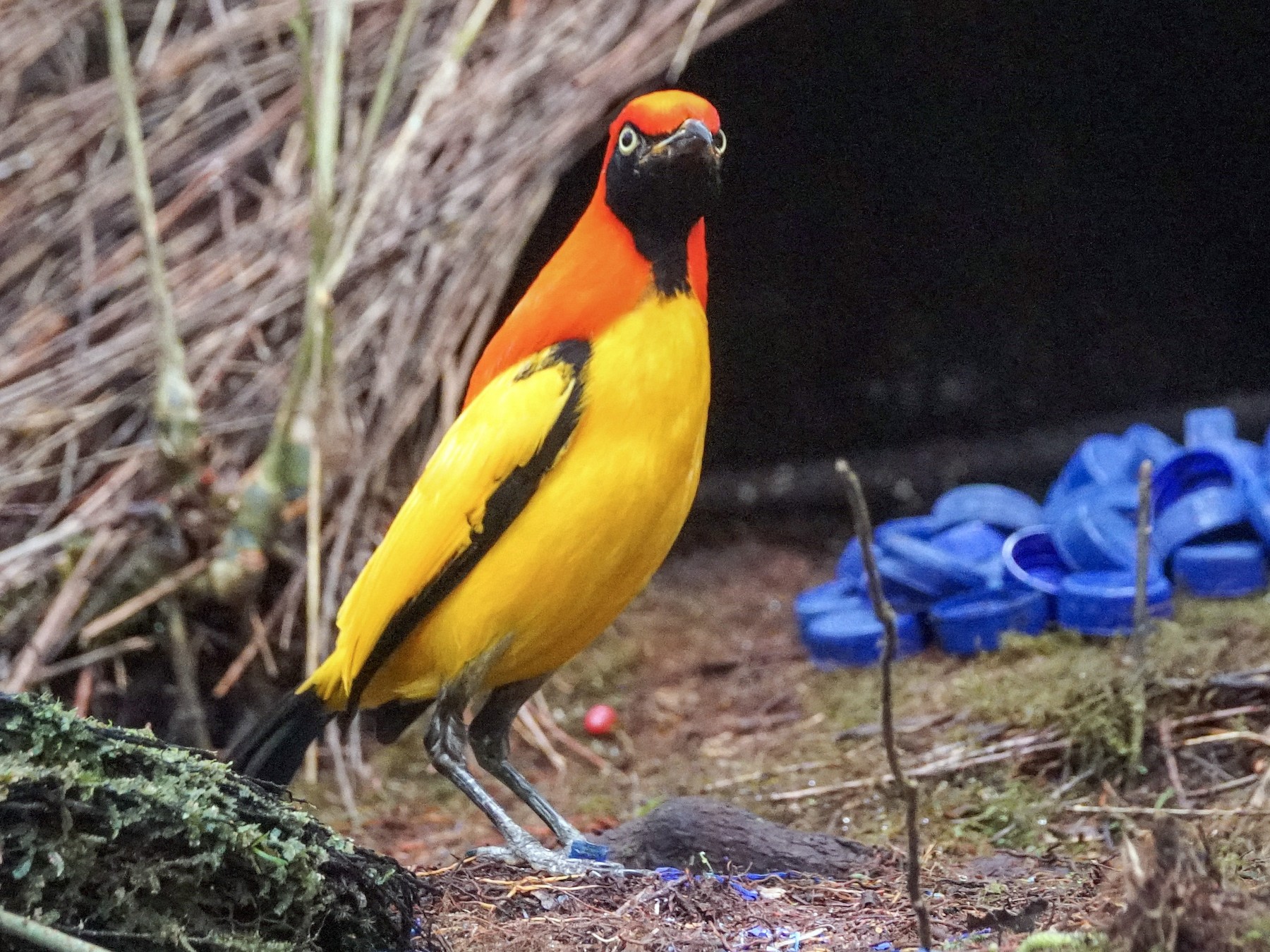 Masked Bowerbird - eBird