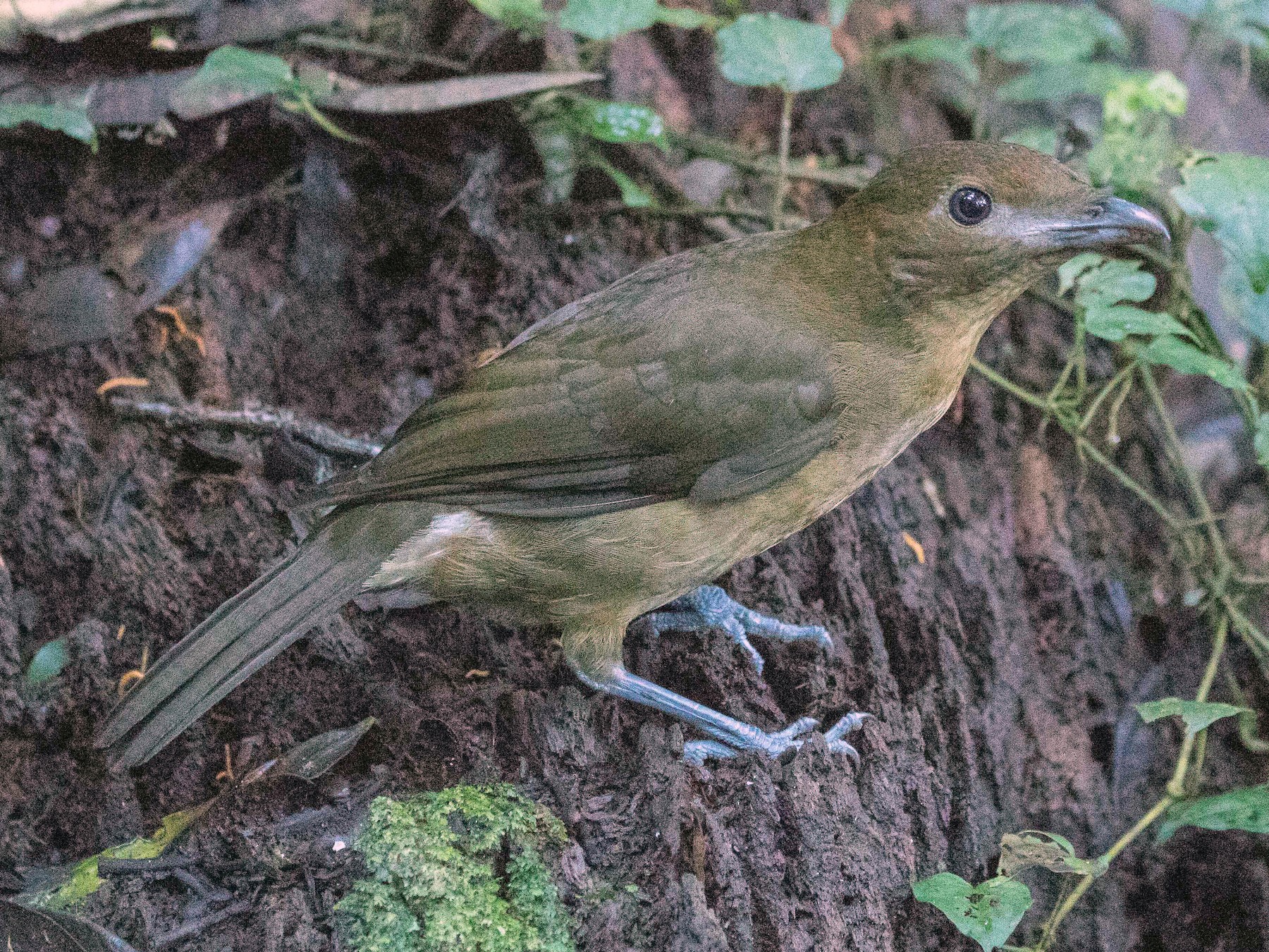 Vogelkop Bowerbird - eBird