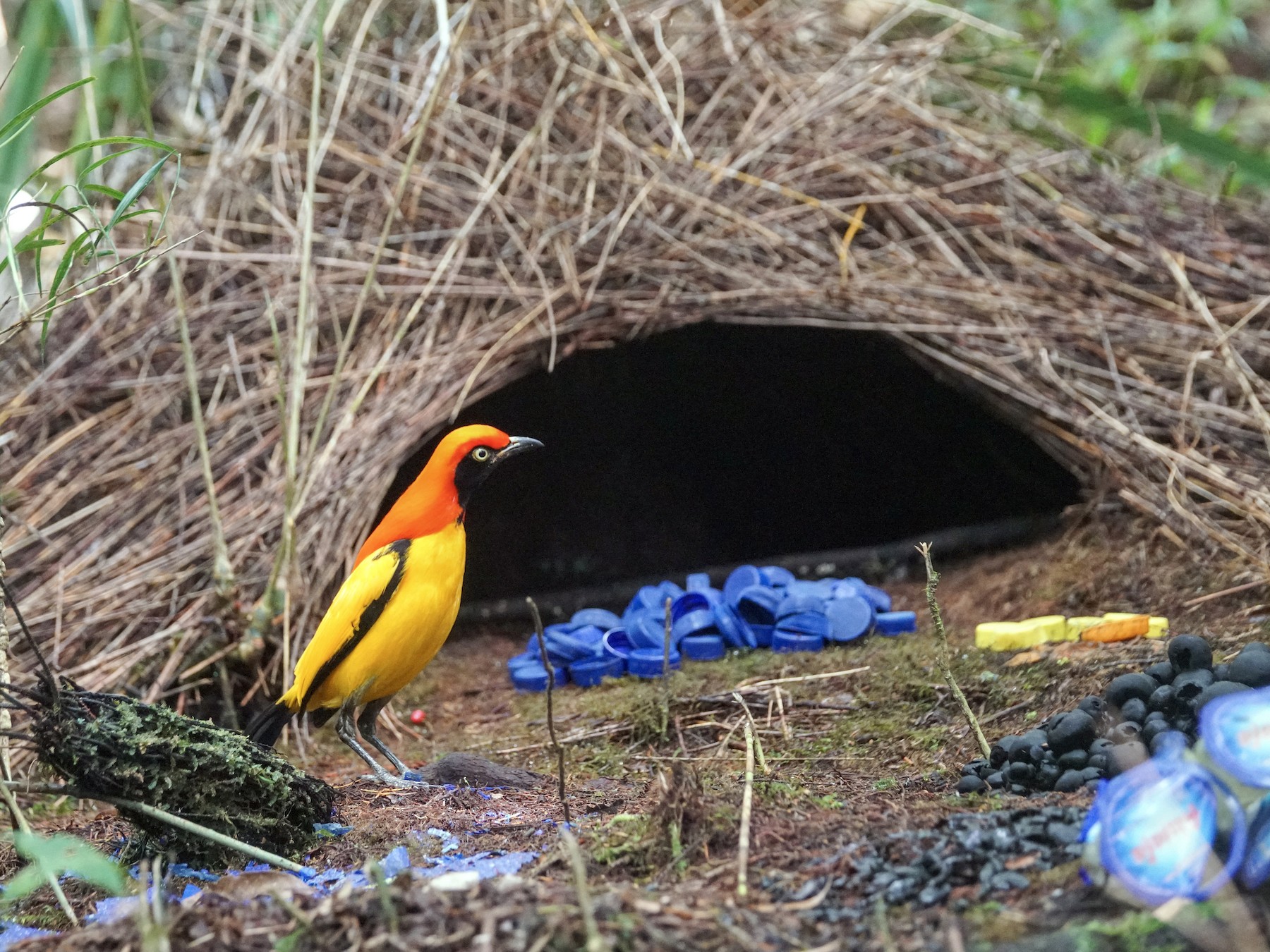 Masked Bowerbird - eBird