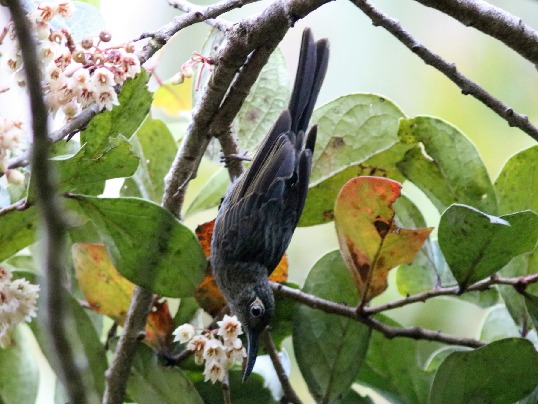 Dark-eared Myza - eBird
