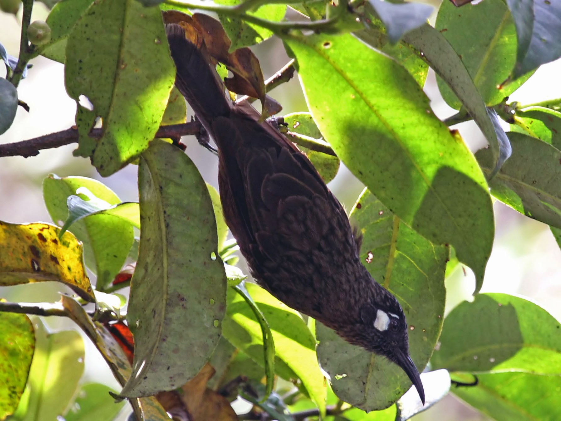White-eared Myza - eBird