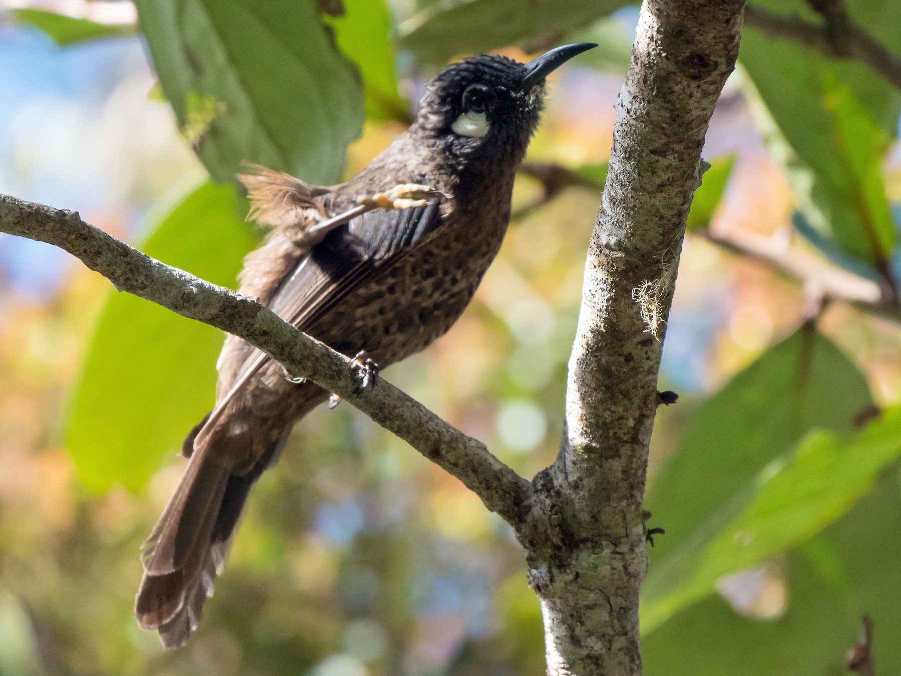 White-eared Myza - eBird